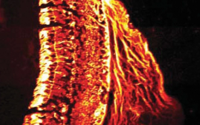 Thorlabs · Adaptive Optics Enhances Images